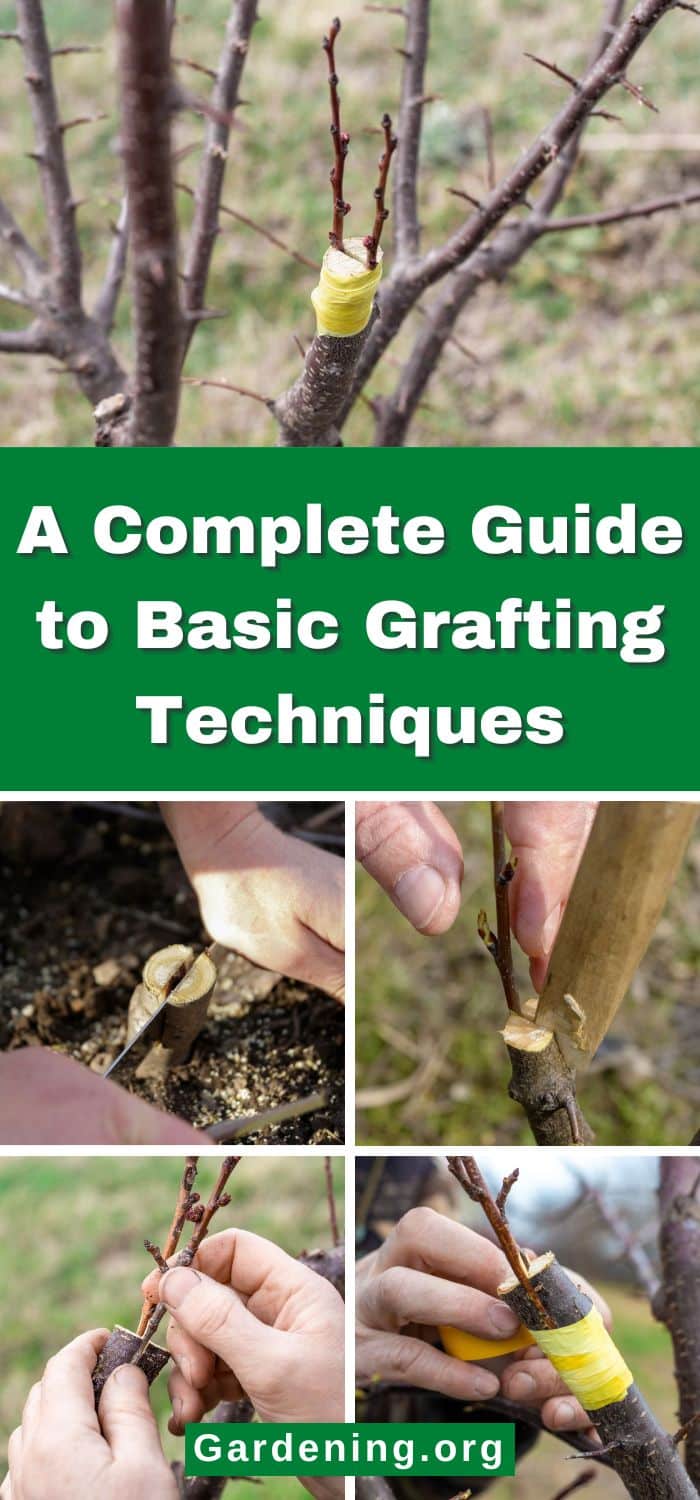 A Complete Guide to Basic Grafting Techniques - Gardening