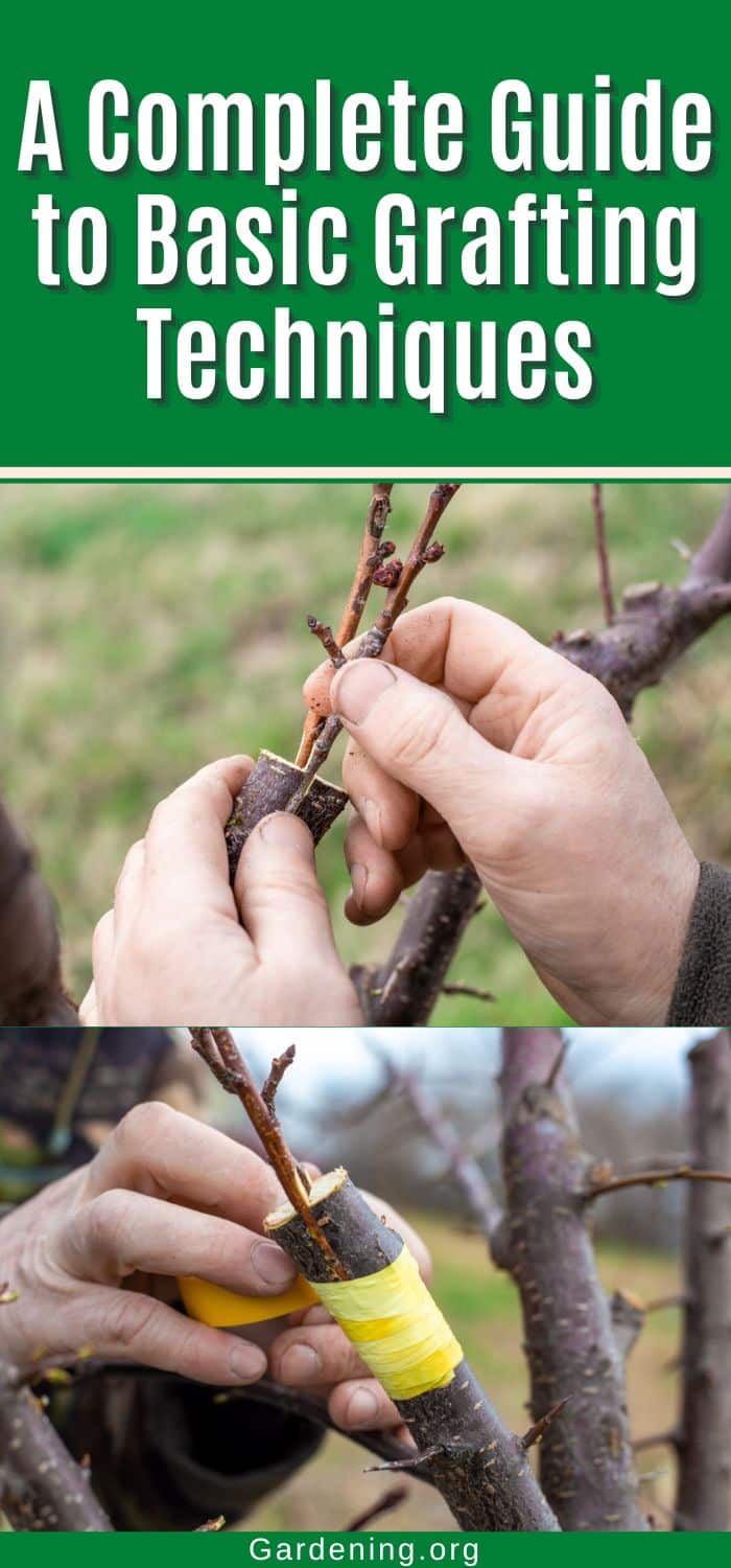 A Complete Guide to Basic Grafting Techniques - Gardening