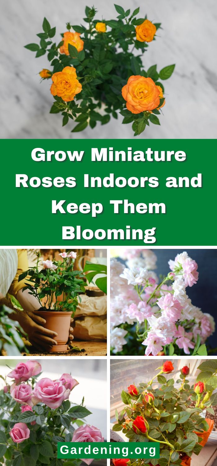 How to Grow Miniature Roses Indoors and Keep Them Blooming - Gardening