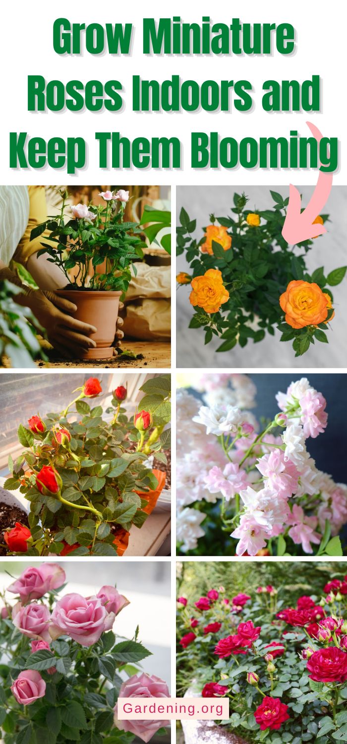 How to Grow Miniature Roses Indoors and Keep Them Blooming - Gardening
