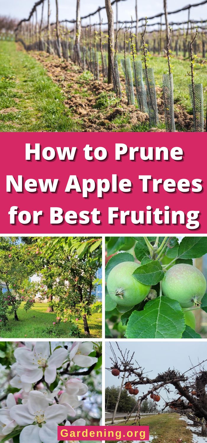How to Prune New Apple Trees for Best Fruiting - Gardening