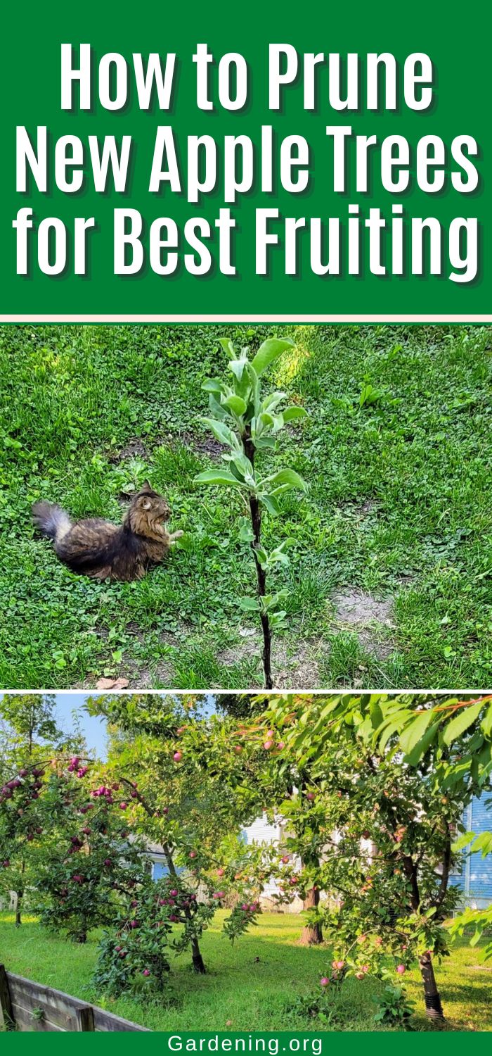 How to Prune New Apple Trees for Best Fruiting - Gardening