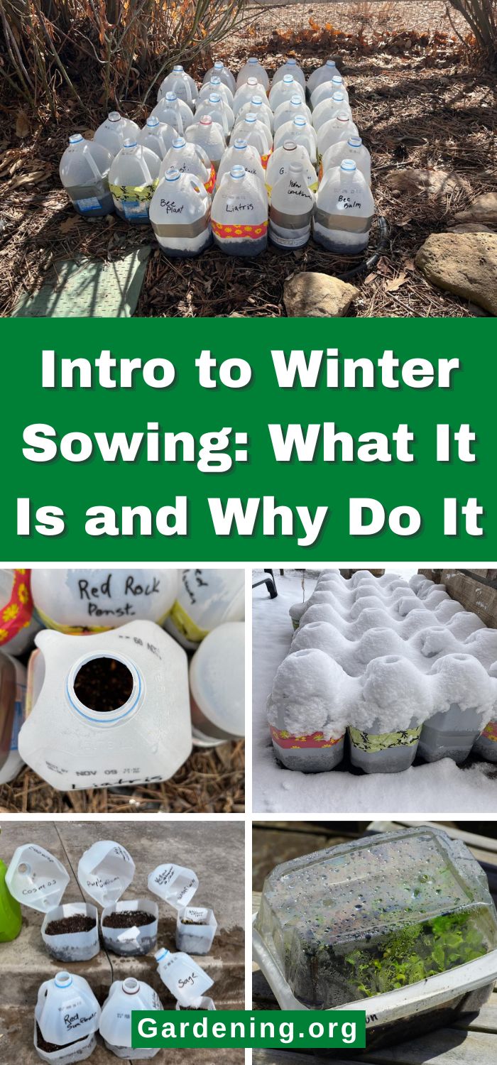 Intro to Winter Sowing: What It Is and Why Do It - Gardening