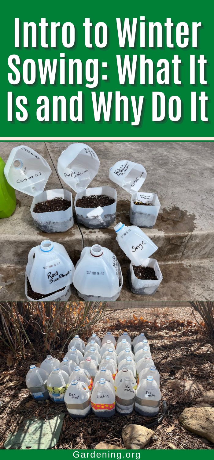 Intro to Winter Sowing: What It Is and Why Do It - Gardening