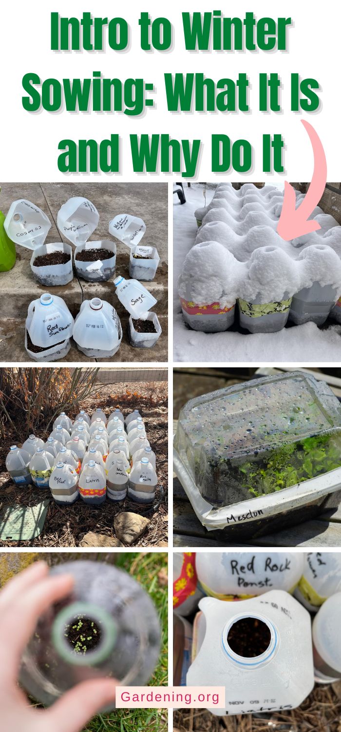 Intro to Winter Sowing: What It Is and Why Do It - Gardening