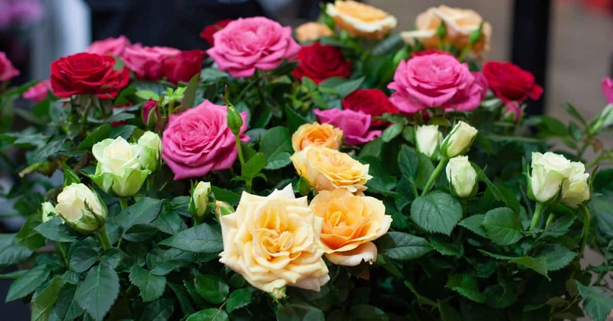 How to Grow Miniature Roses Indoors and Keep Them Blooming - Gardening