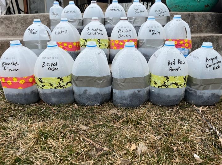 Intro to Winter Sowing: What It Is and Why Do It - Gardening