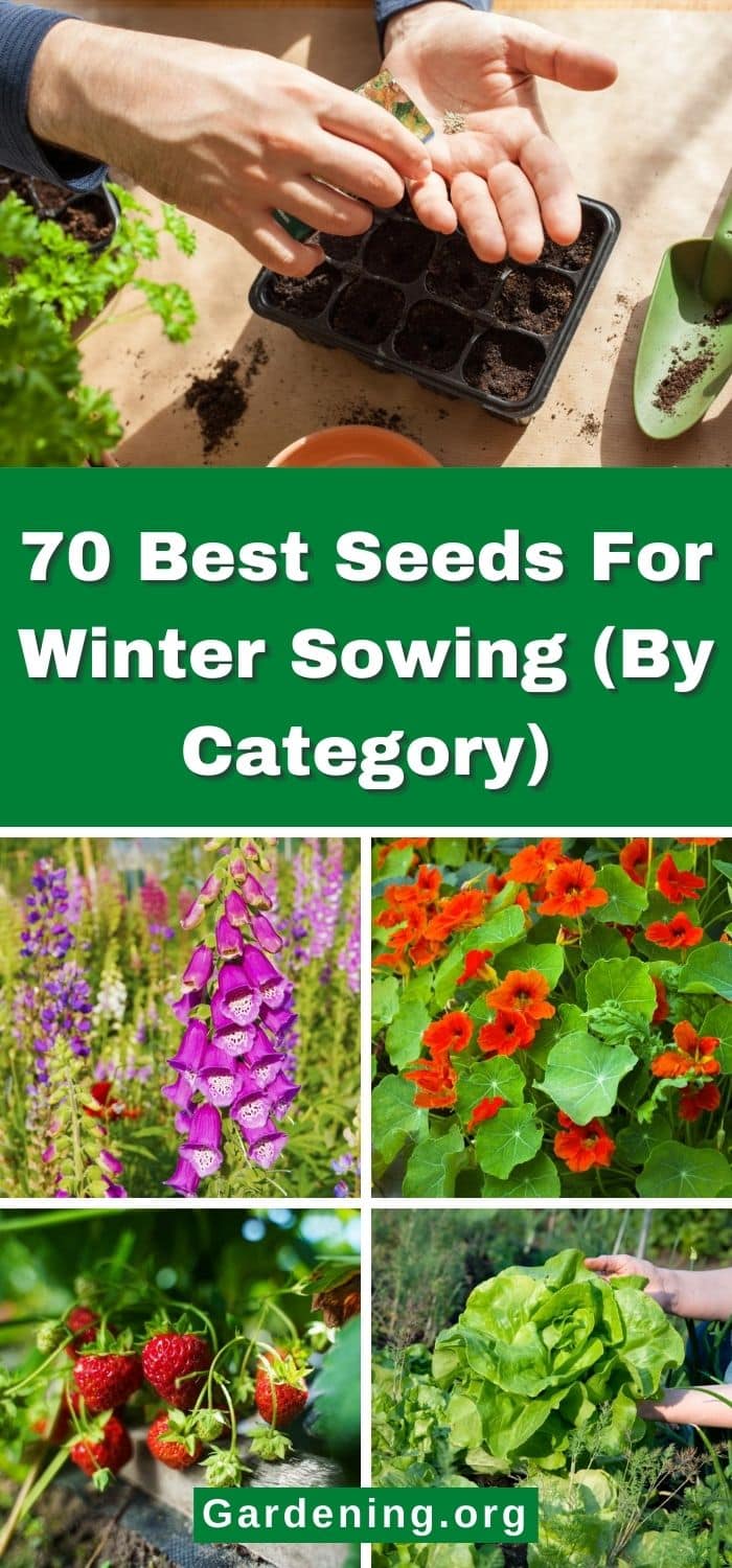 70 Best Seeds For Winter Sowing (By Category) - Gardening