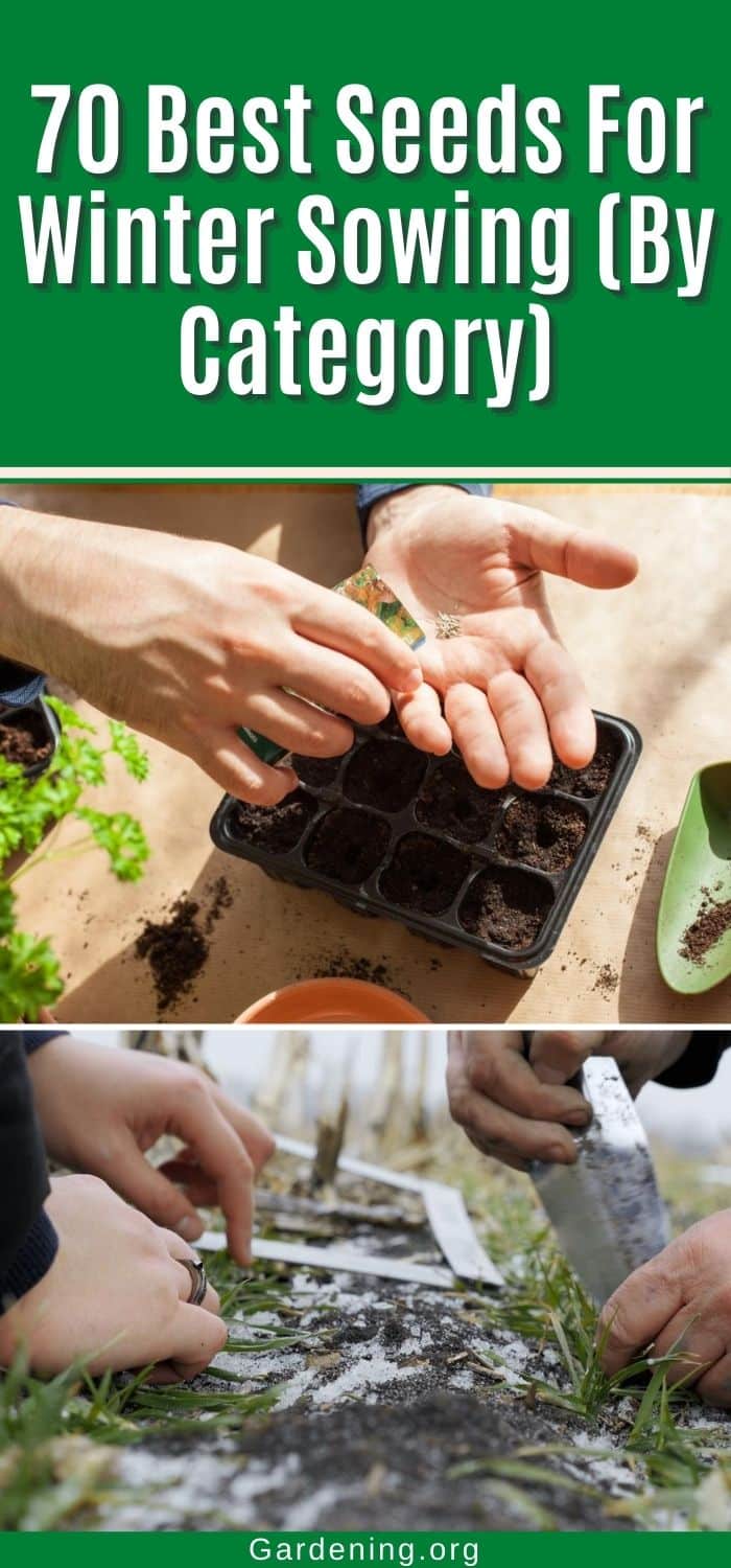 70 Best Seeds For Winter Sowing (By Category) - Gardening