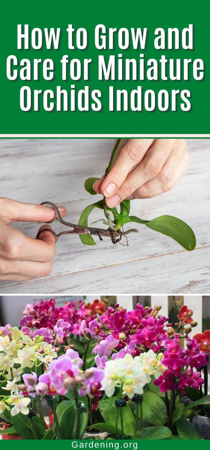 How to Grow and Care for Miniature Orchids Indoors - Gardening