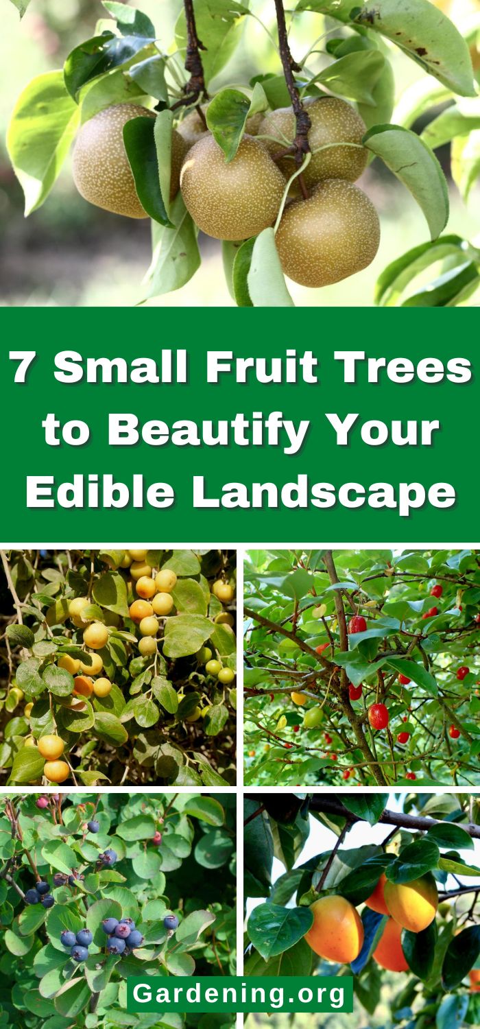 7 Small Fruit Trees to Beautify Your Edible Landscape - Gardening