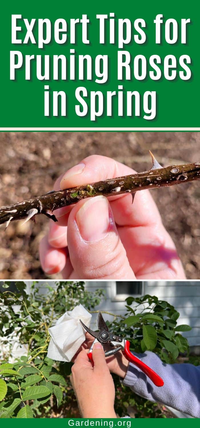 20+ Expert Tips for Pruning Roses in Spring - Gardening