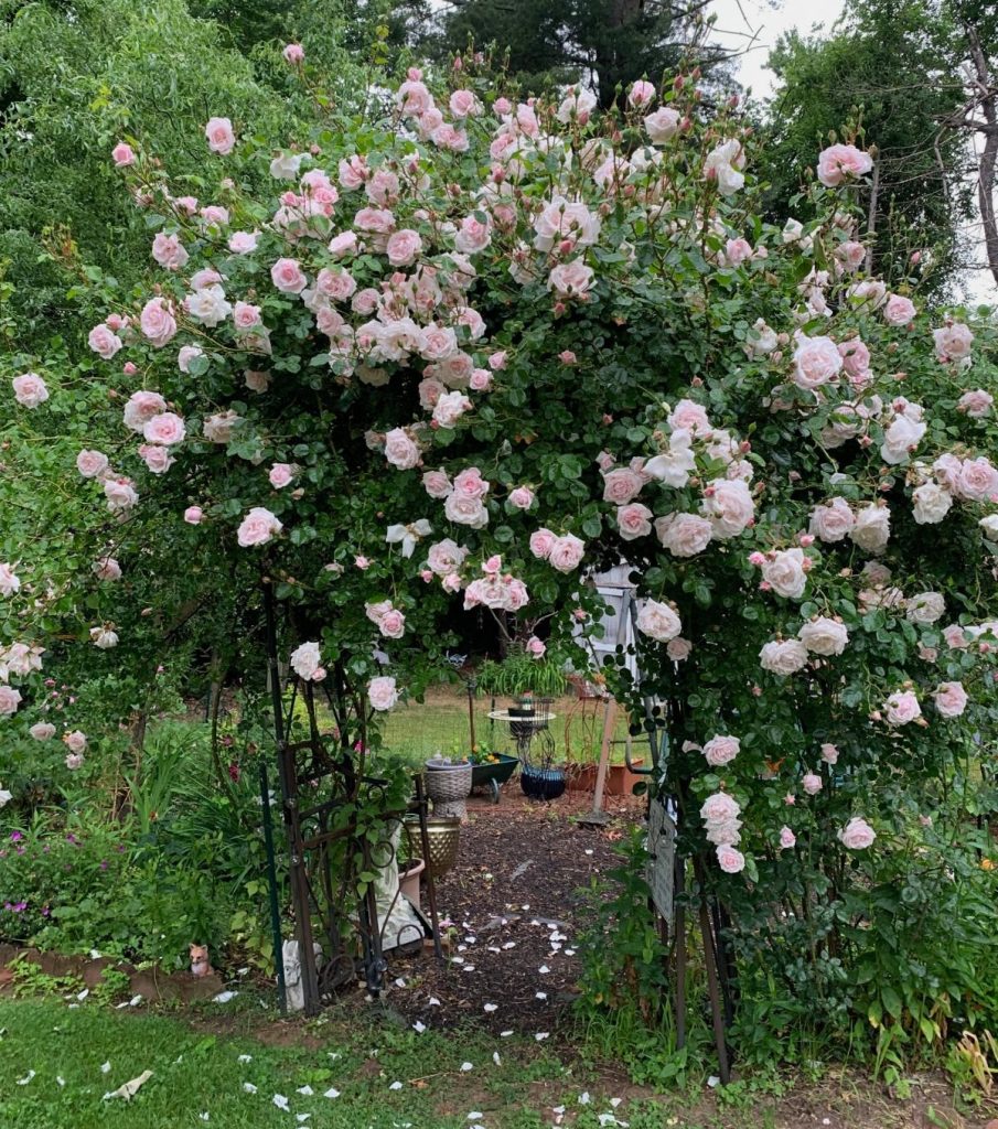 The 18 Best Roses in the World: The Rose Hall of Fame! - Gardening