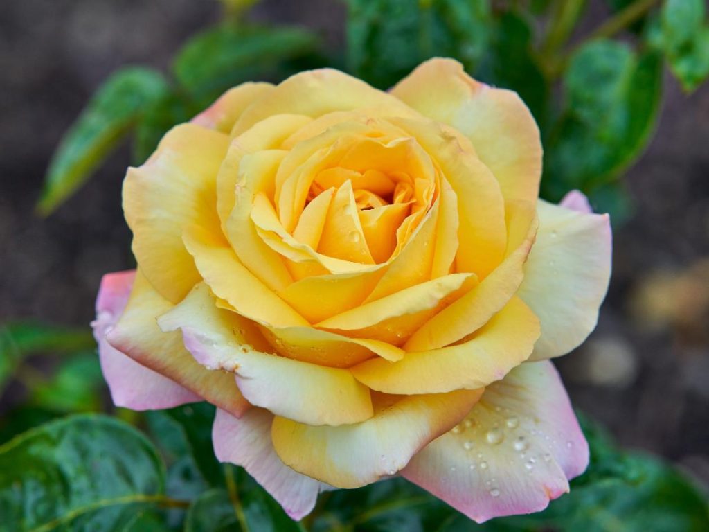 The 18 Best Roses in the World: The Rose Hall of Fame! - Gardening
