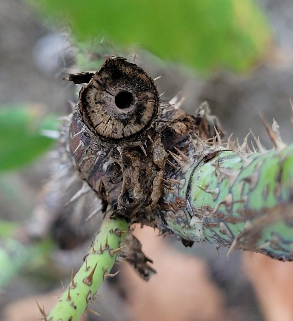 20+ Expert Tips for Pruning Roses in Spring - Gardening