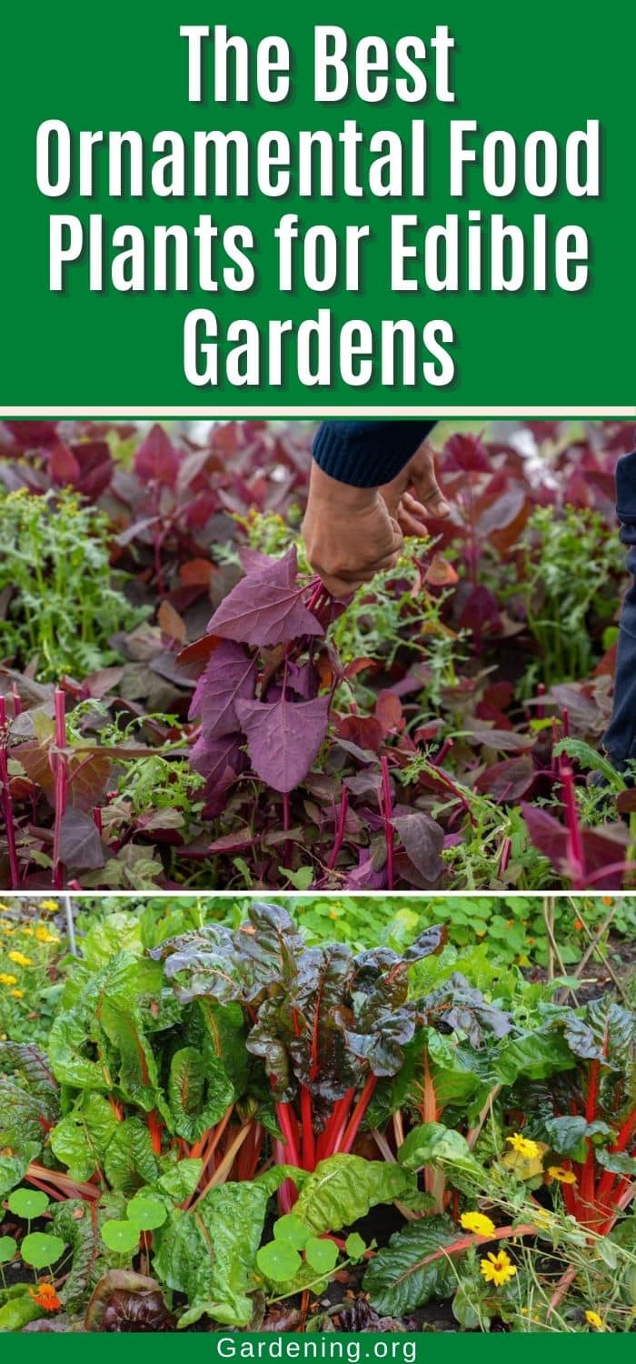 12 Best Ornamental Food Plants for Edible Gardens - Gardening
