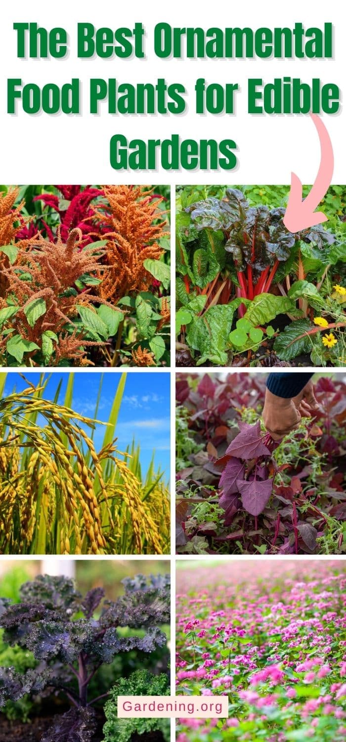 12 Best Ornamental Food Plants for Edible Gardens - Gardening
