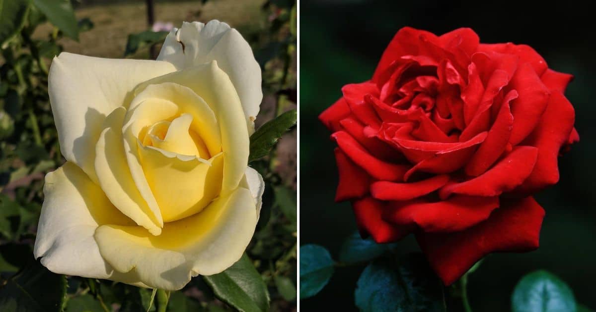The 18 Best Roses in the World: The Rose Hall of Fame! - Gardening