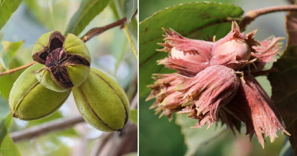 15 Surefire, Ever-Popular Nut Trees for the Edible Landscape - Gardening