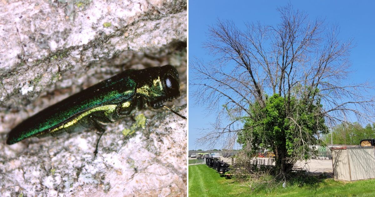 Why Is My Ash Tree Dying? All About the Emerald Ash Borer - Gardening