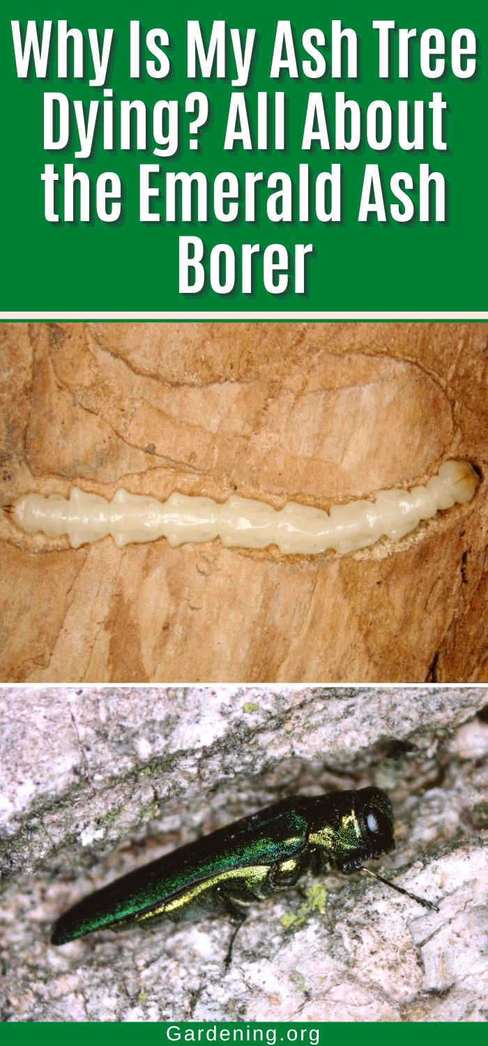 Why Is My Ash Tree Dying? All About the Emerald Ash Borer - Gardening