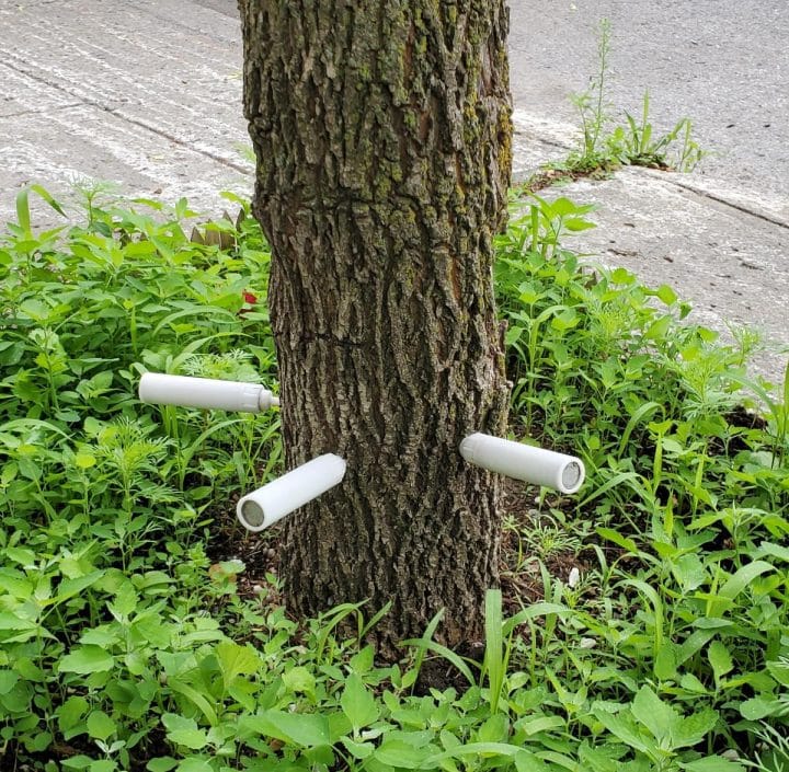 Why Is My Ash Tree Dying? All About the Emerald Ash Borer - Gardening
