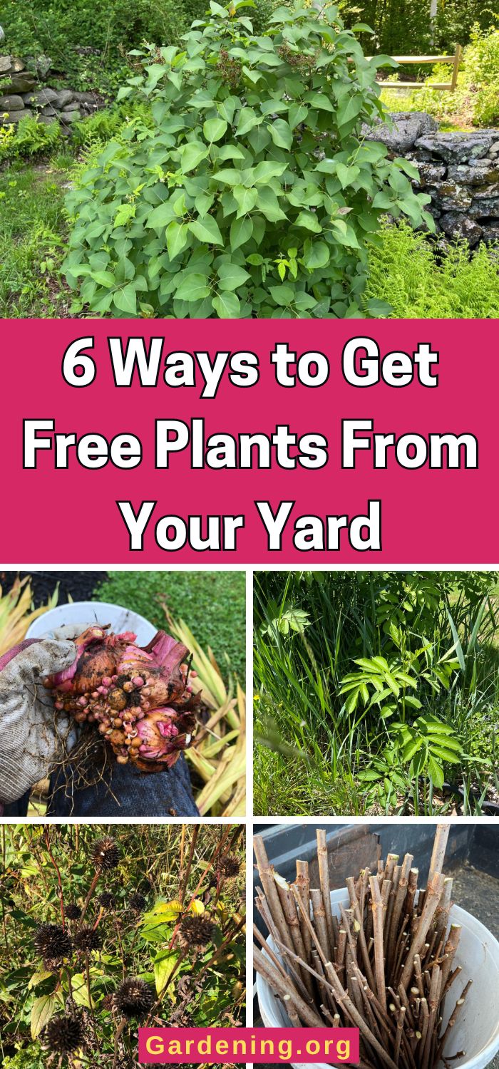 6 Ways to Get Free Plants From Your Yard - Gardening