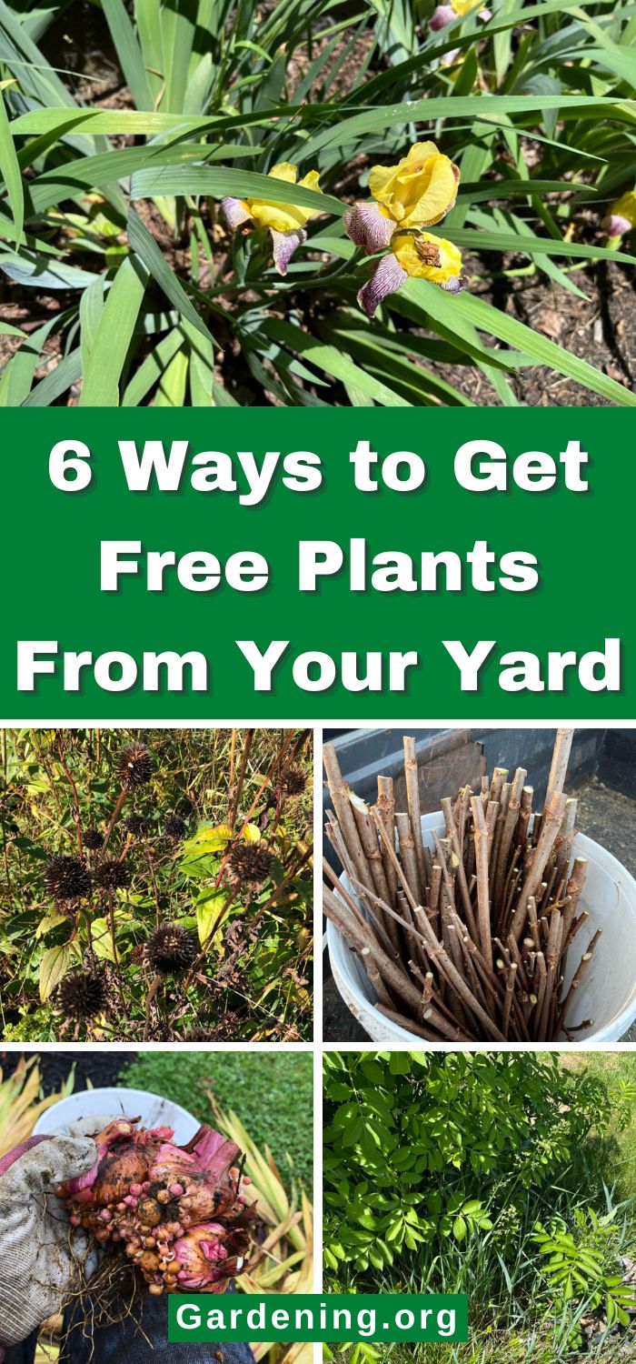 6 Ways to Get Free Plants From Your Yard - Gardening