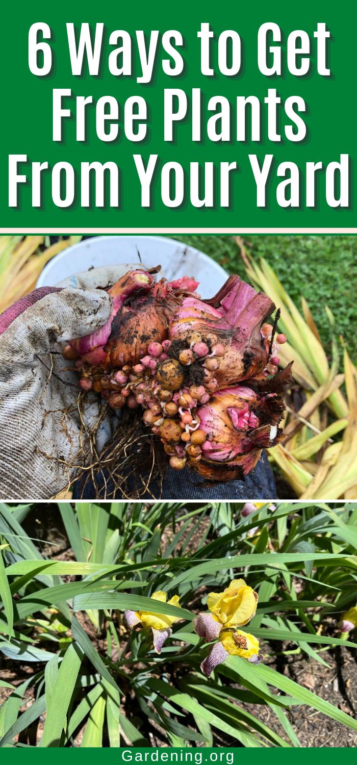 6 Ways to Get Free Plants From Your Yard - Gardening