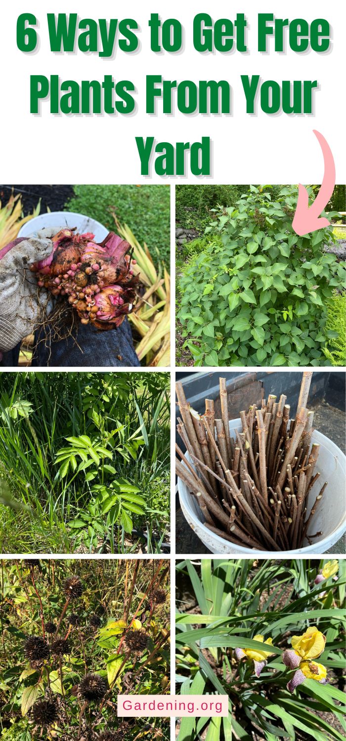6 Ways to Get Free Plants From Your Yard - Gardening