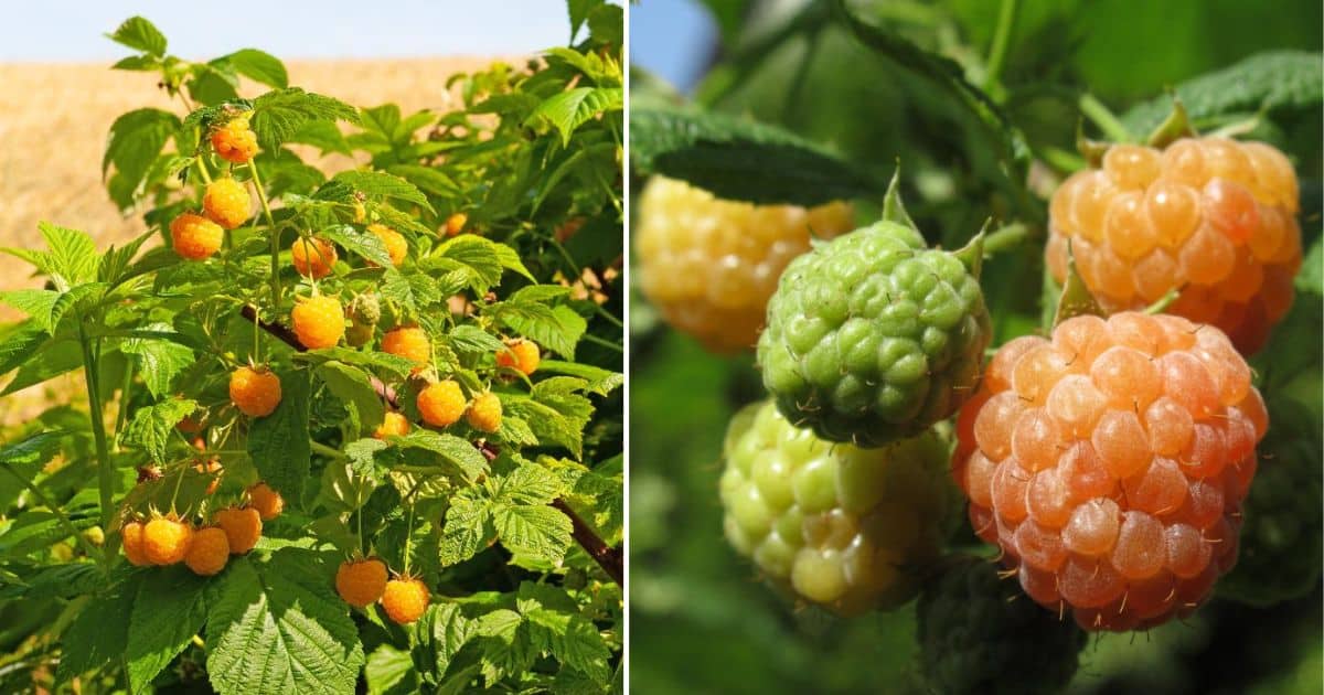 Yellow Raspberries