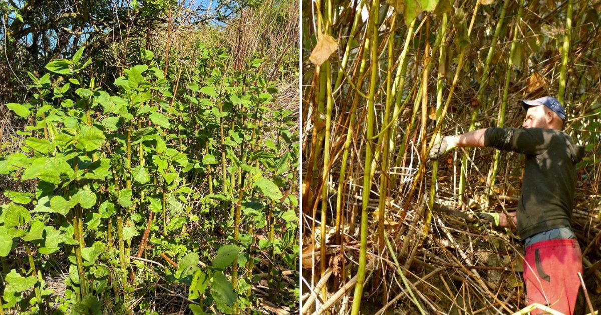 Japanese Knotweed: How to Kill the "Unkillable" Weed - Gardening
