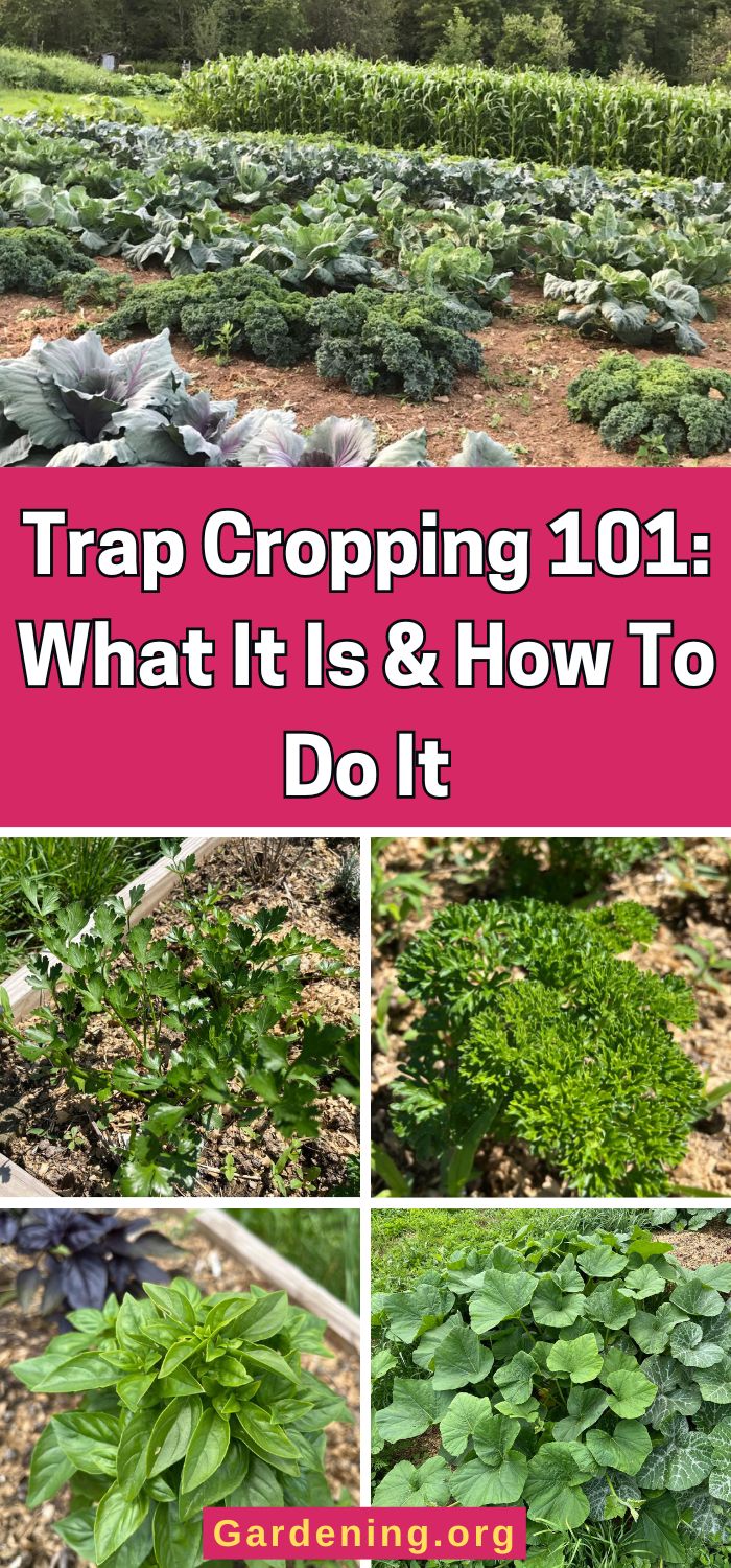 Trap Cropping 101: What It Is + How To Do It - Gardening
