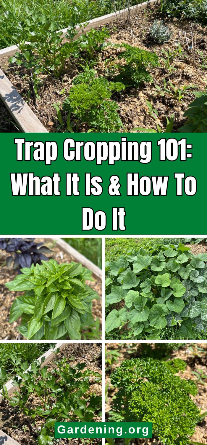 Trap Cropping 101: What It Is + How To Do It - Gardening