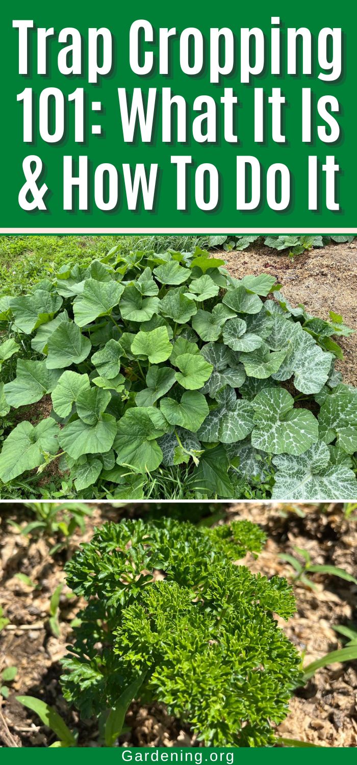 Trap Cropping 101: What It Is + How To Do It - Gardening
