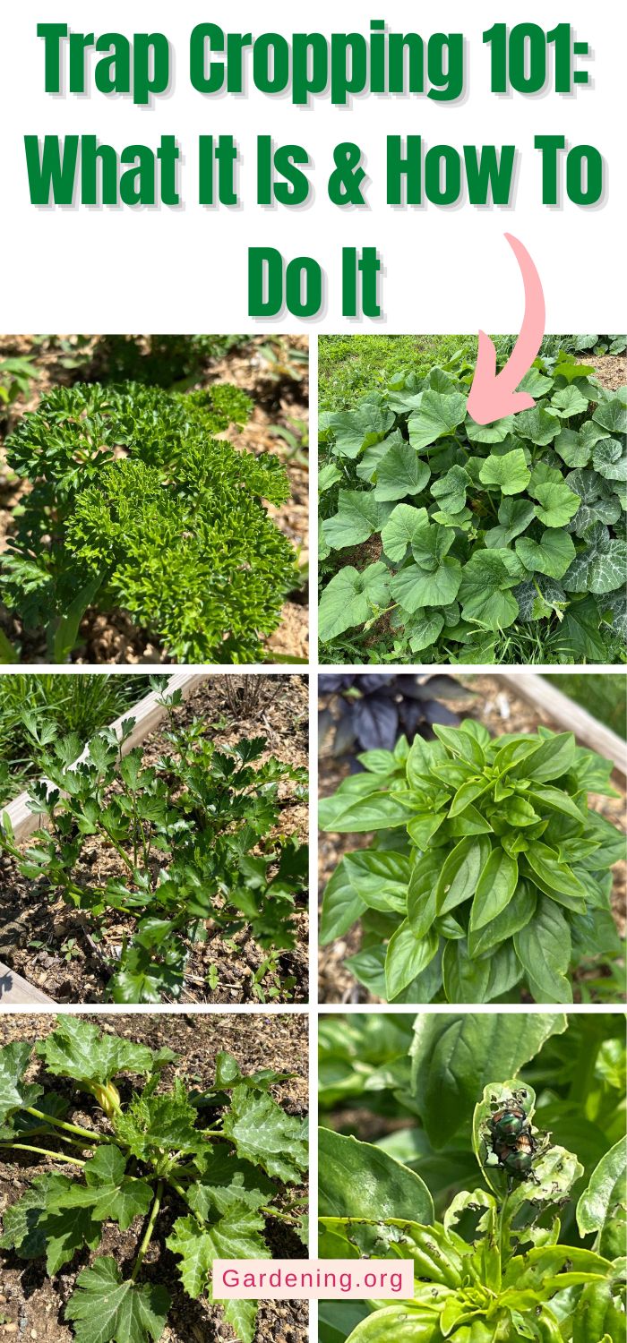 Trap Cropping 101: What It Is + How To Do It - Gardening