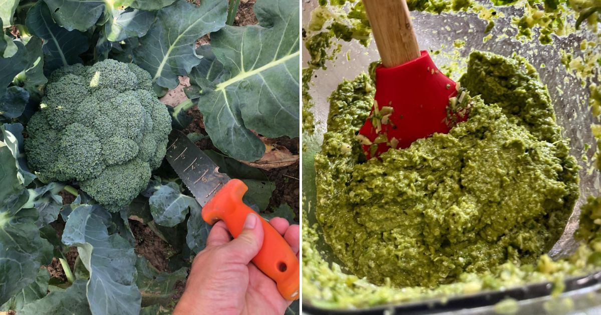 12 Things to Do with Broccoli and Brassica Leaves - Gardening