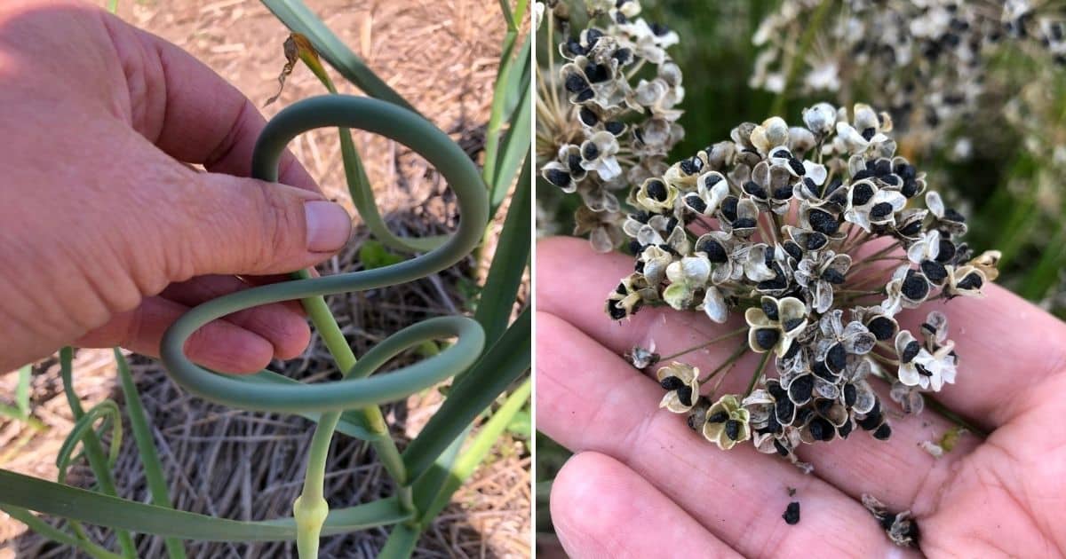 30 Parts of Vegetables You Didn’t Know You Can Eat - Gardening