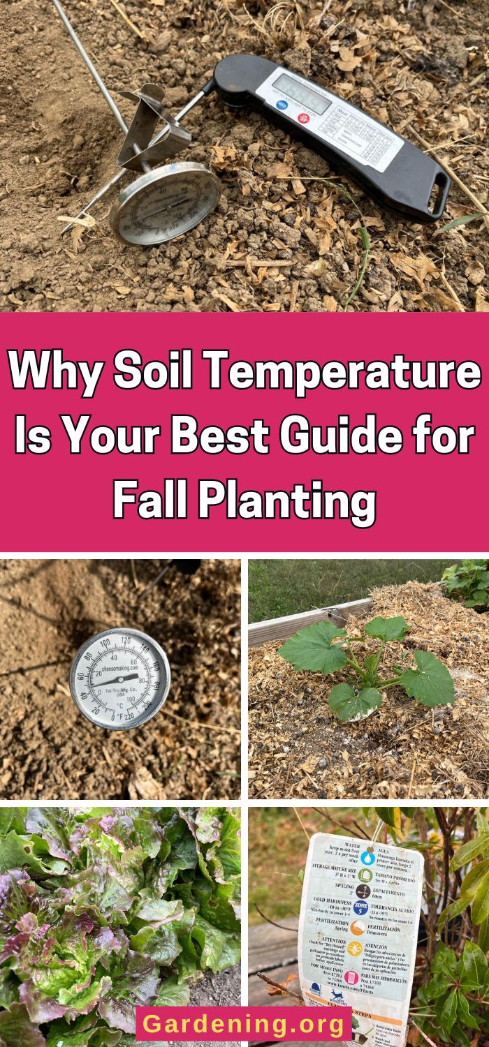 Why Soil Temperature Is Your Best Guide for Fall Planting - Gardening