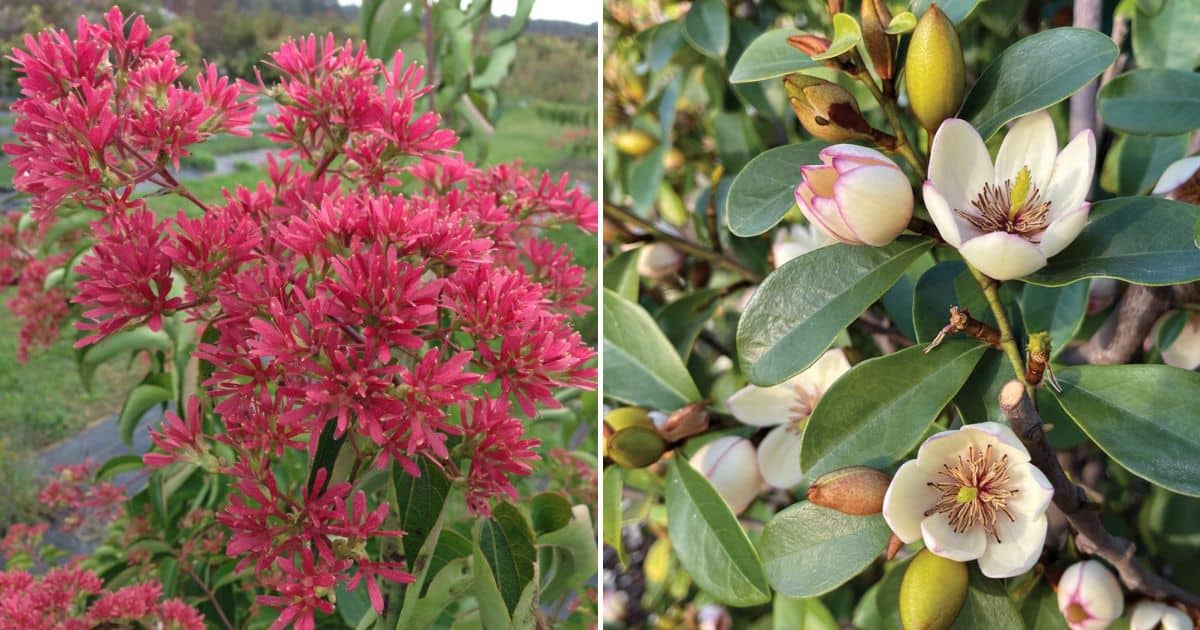 The 8 Trendiest Best New Trees of 2025 - Gardening