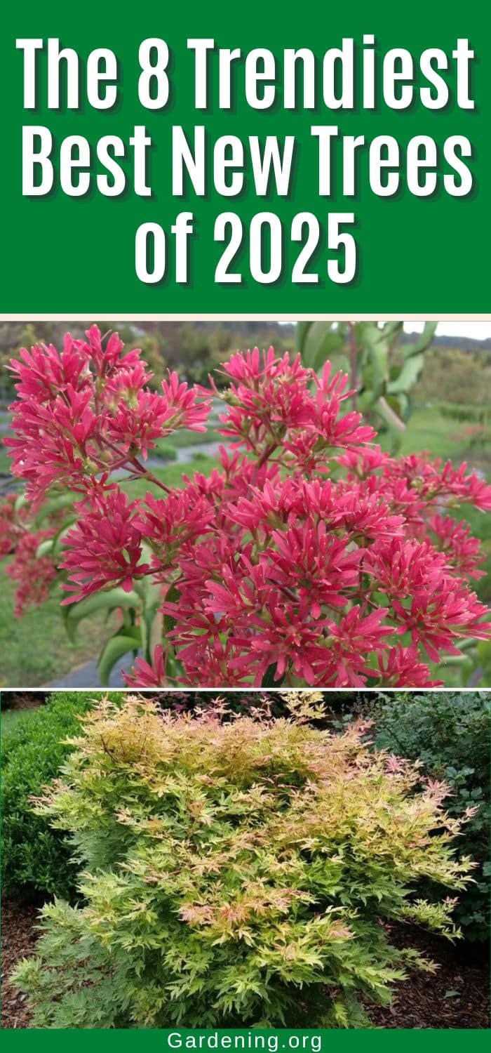 The 8 Trendiest Best New Trees of 2025 - Gardening