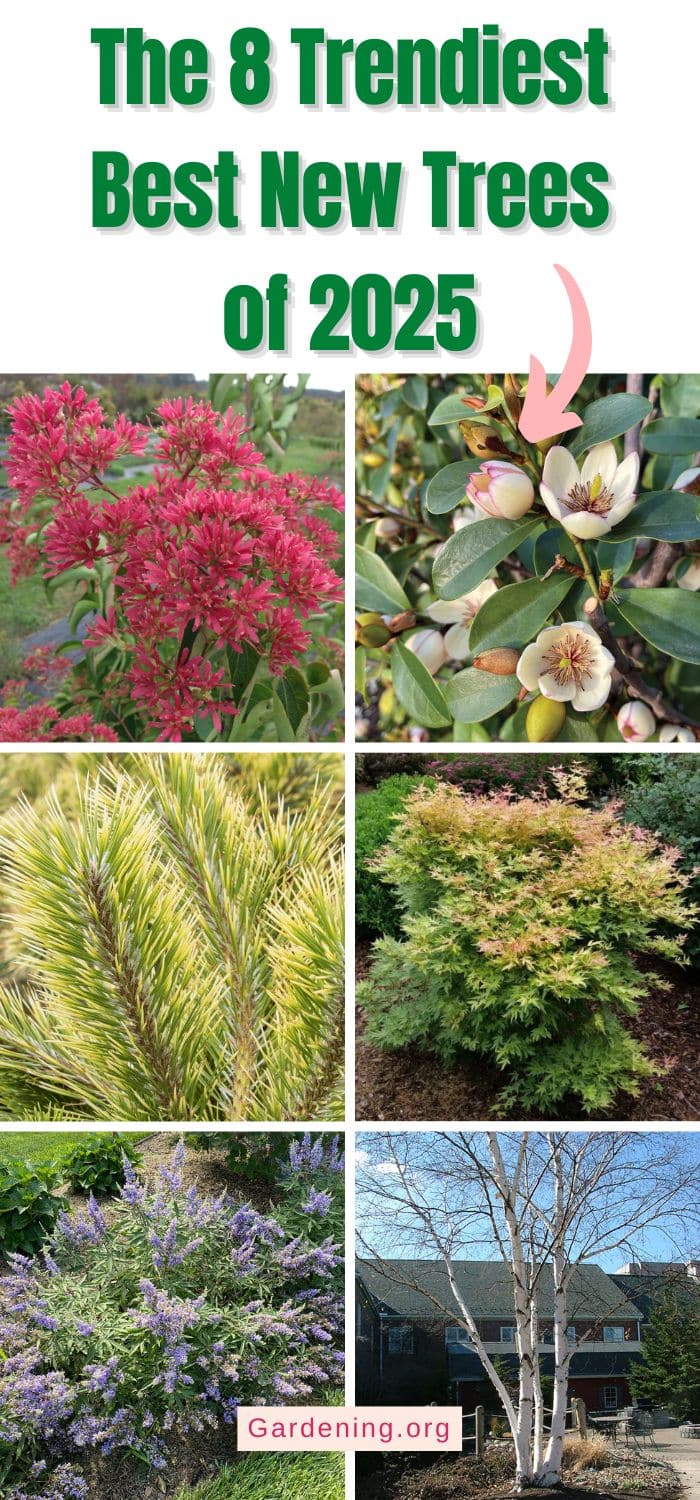 The 8 Trendiest Best New Trees of 2025 - Gardening