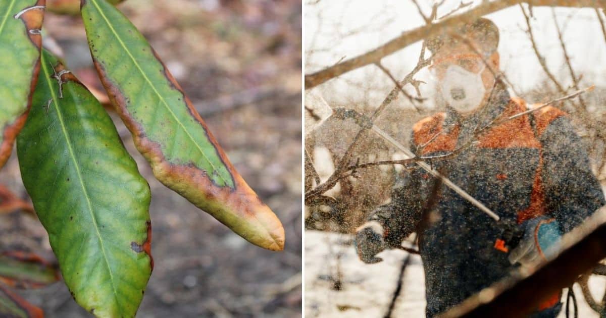 Avoid Winter Burn with Anti-Transpirants (+ 5 Bonus Uses) - Gardening