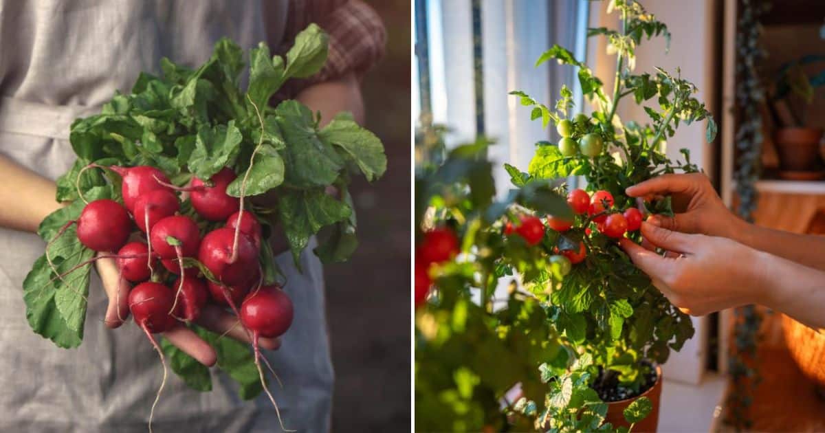 8+ Fastest Growing Vegetables to Grow Inside - Gardening