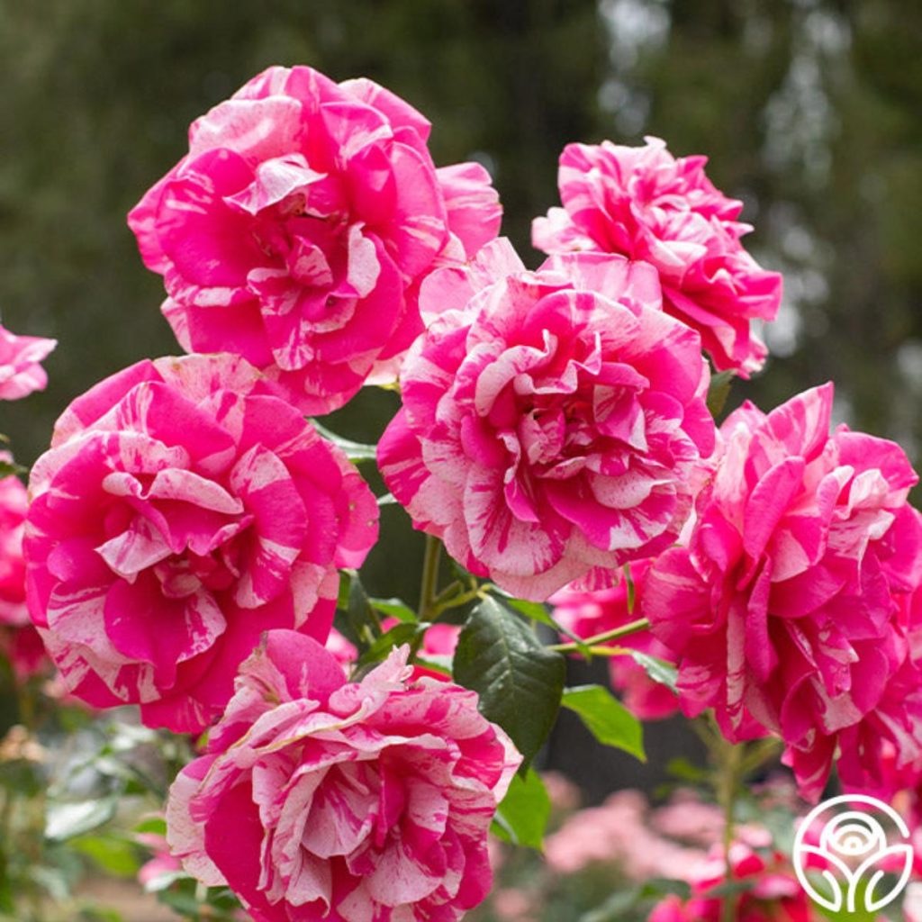 17 Gorgeous Roses with Striped Petals - Gardening