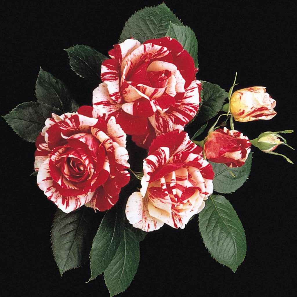 17 Gorgeous Roses with Striped Petals - Gardening