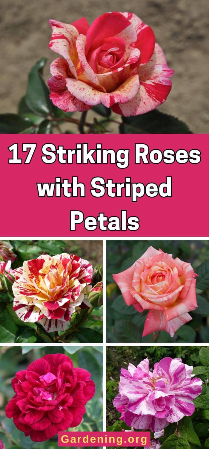 17 Gorgeous Roses with Striped Petals - Gardening