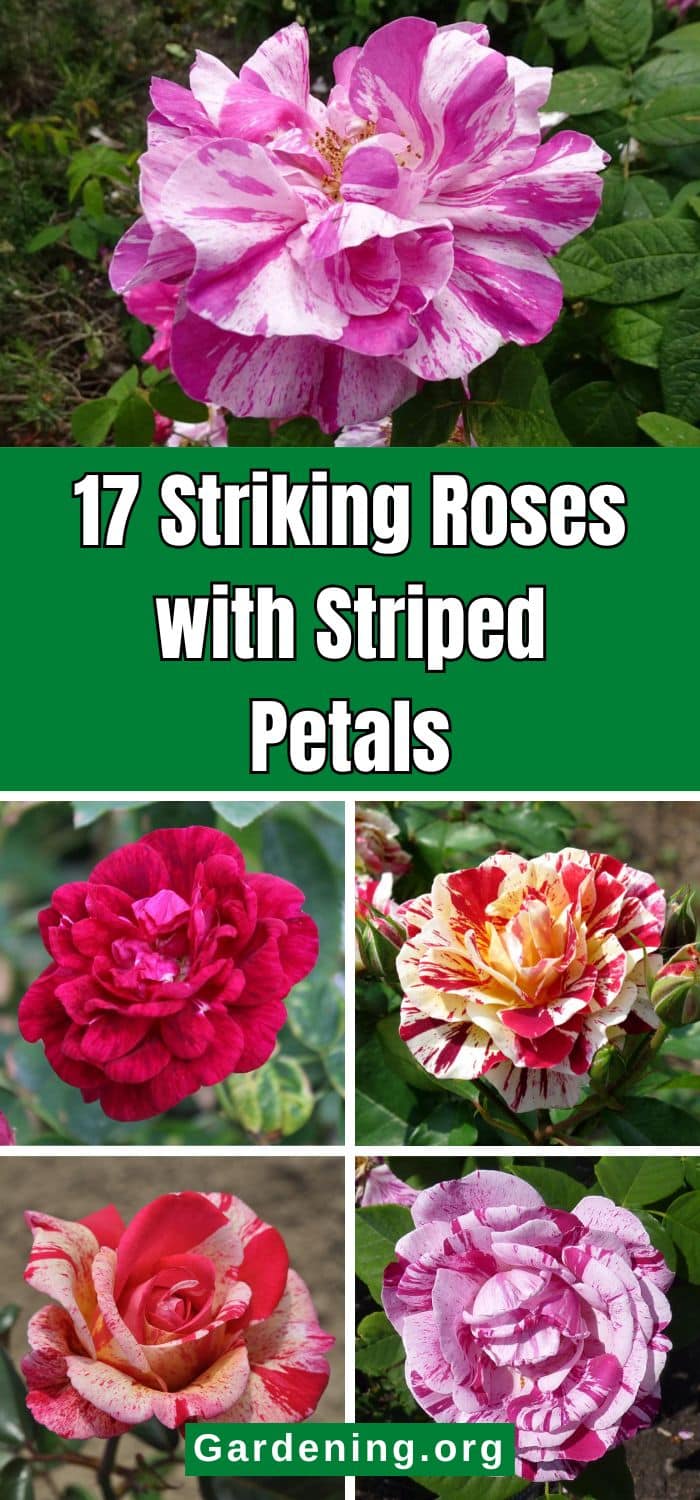 17 Gorgeous Roses with Striped Petals - Gardening