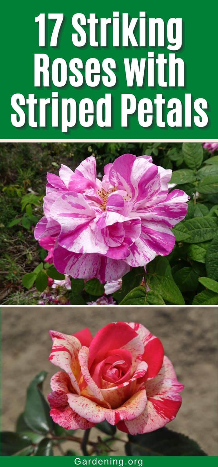 17 Gorgeous Roses with Striped Petals - Gardening