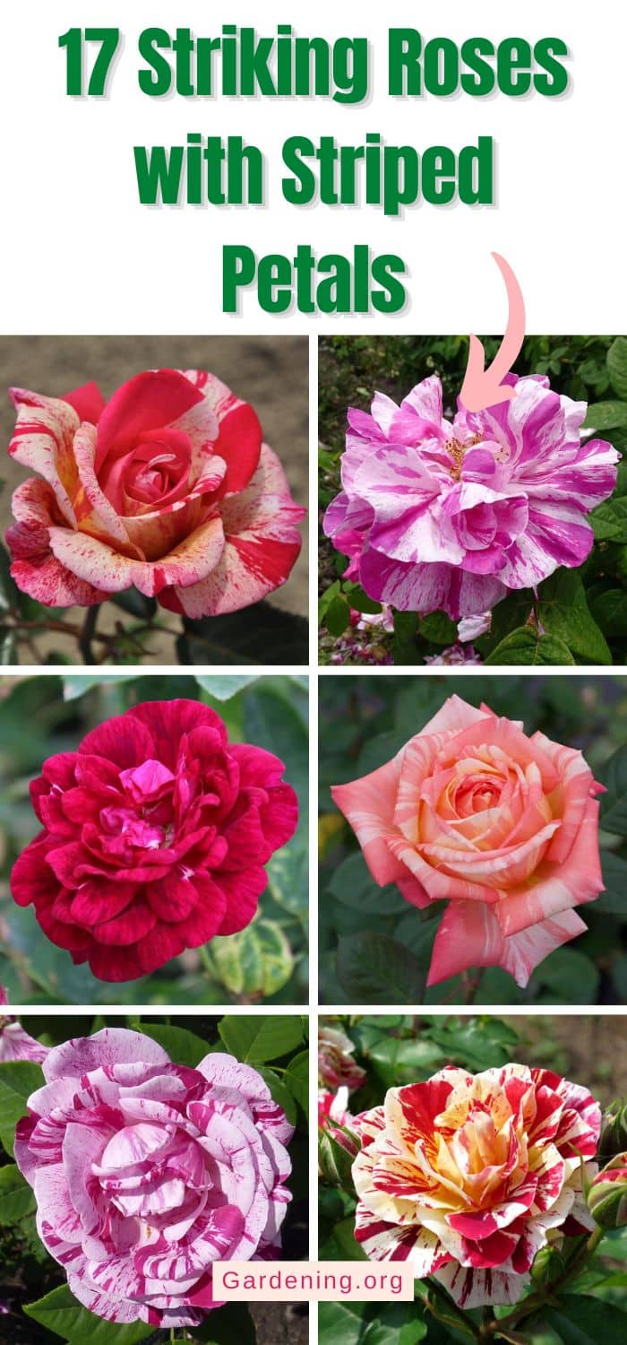 17 Gorgeous Roses with Striped Petals - Gardening